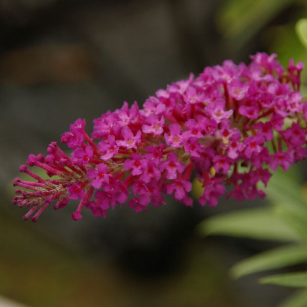 Buzz™ Magenta Butterfly Bush - www.plantgardenshop.com