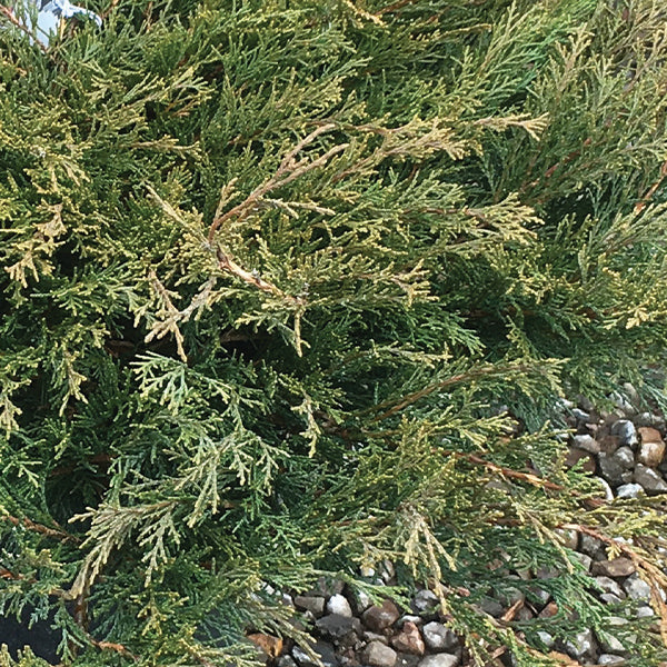 Calgary Carpet® Juniper Bush - www.plantgardenshop.com