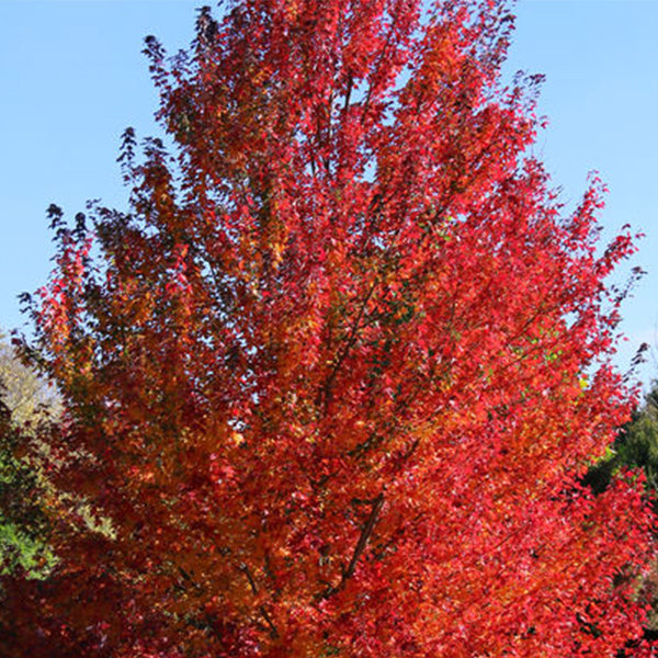 Redpointe® Red Maple Tree - www.plantgardenshop.com