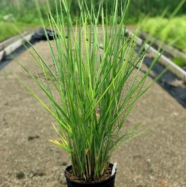 Cloud Nine Switch Grass - www.plantgardenshop.com