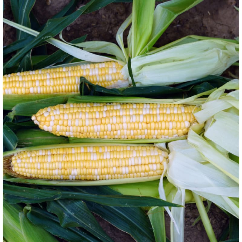 Honey & Cream Corn (F1 Hybrid 77 Days) SU - www.plantgardenshop.com