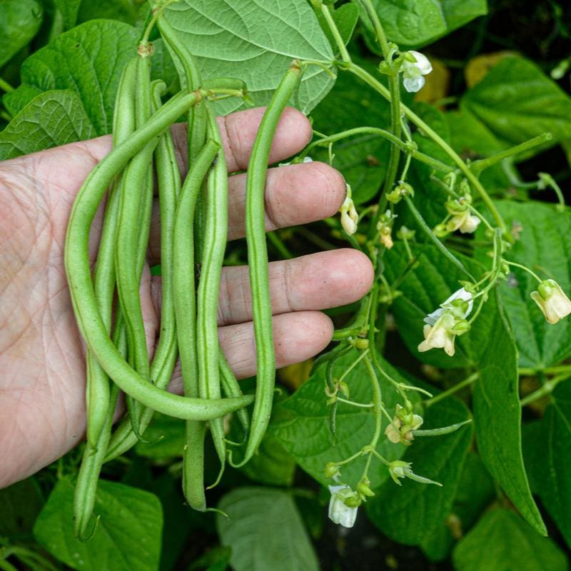 Maxibel Bush Bean (59 Days) - www.plantgardenshop.com